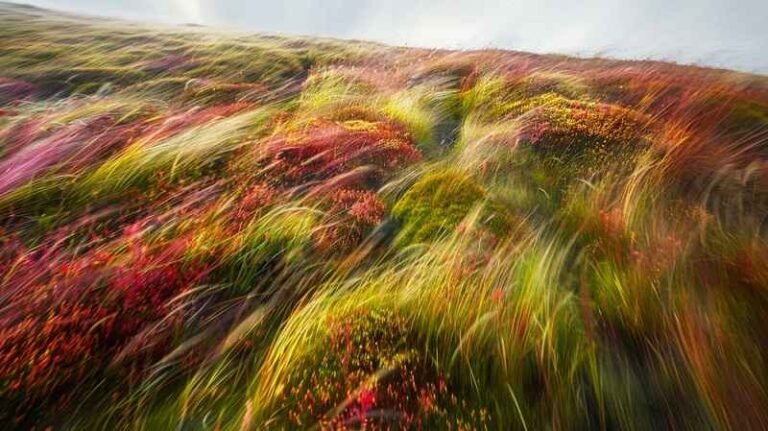 The Beauty of Ornamental Grasses: A Guide to Elegance and Versatility ...