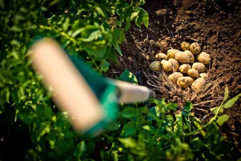 The Ultimate Guide to Potato Companion Plants for a Thriving Garden ...